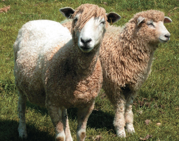 How wool built the Cotswolds